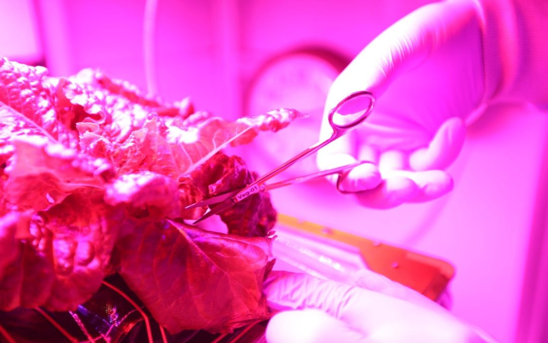 This Outredgeous Lettuce Is so Hardy It Grows in Space | Ula Farms